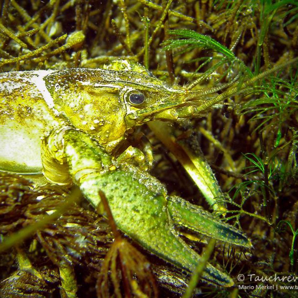 Krebsschere Und Fische