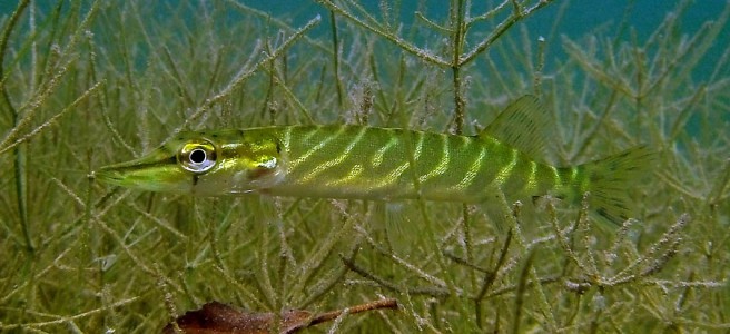 Hecht (Esox lucius) ~ Tauchrevier Deutschland