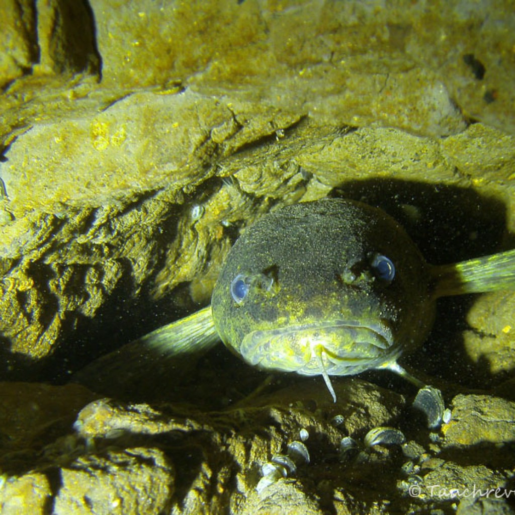 Quappe Archive ~ Tauchrevier Deutschland