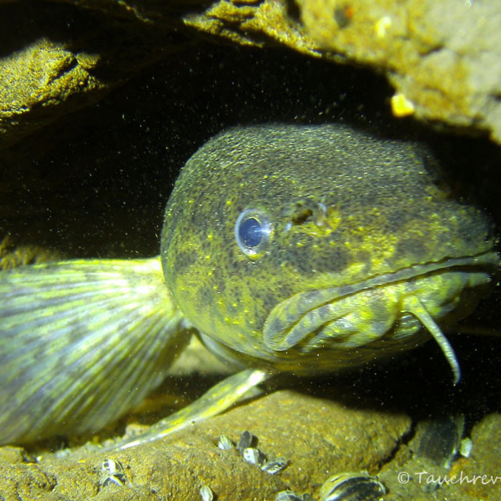 Quappe Archive ~ Tauchrevier Deutschland