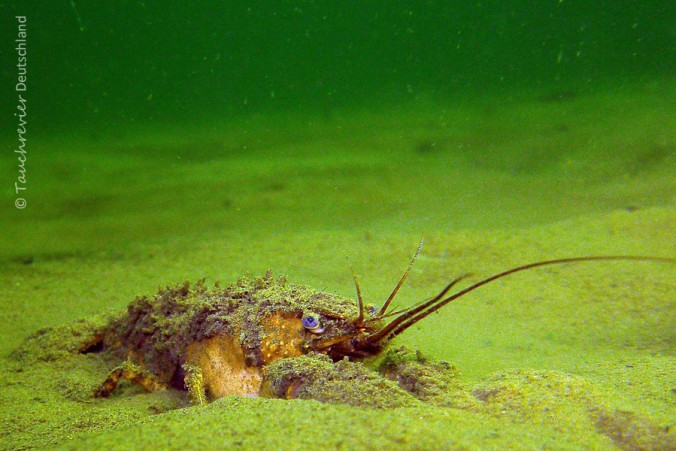 Europäischer Flußkrebs Archive ~ Tauchrevier Deutschland