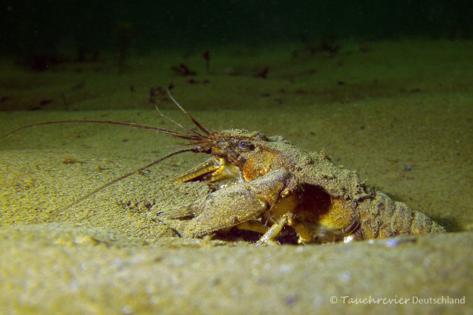 Flusskrebs ~ Tauchrevier Deutschland