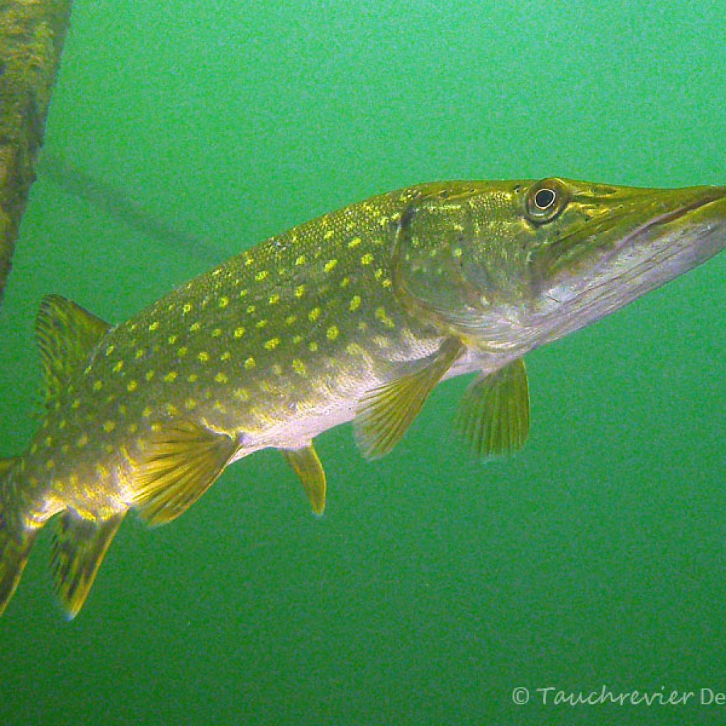 Hecht (Esox lucius) ~ Tauchrevier Deutschland