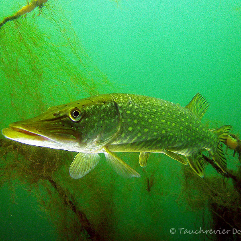 Hecht (Esox lucius) ~ Tauchrevier Deutschland