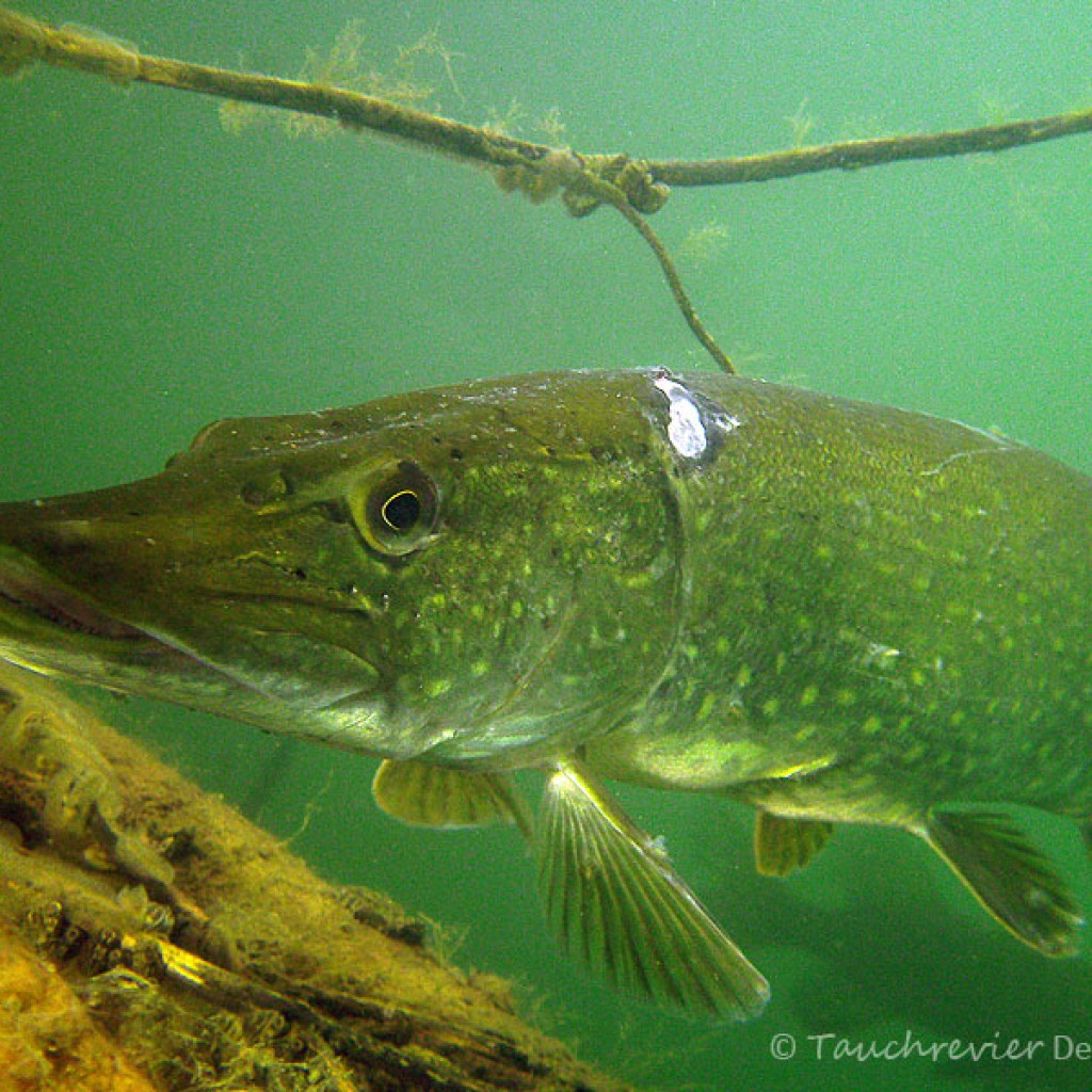 Hecht (Esox lucius) ~ Tauchrevier Deutschland