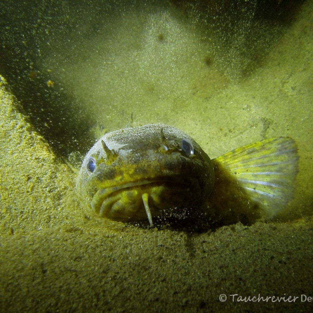 Quappe Archive ~ Tauchrevier Deutschland