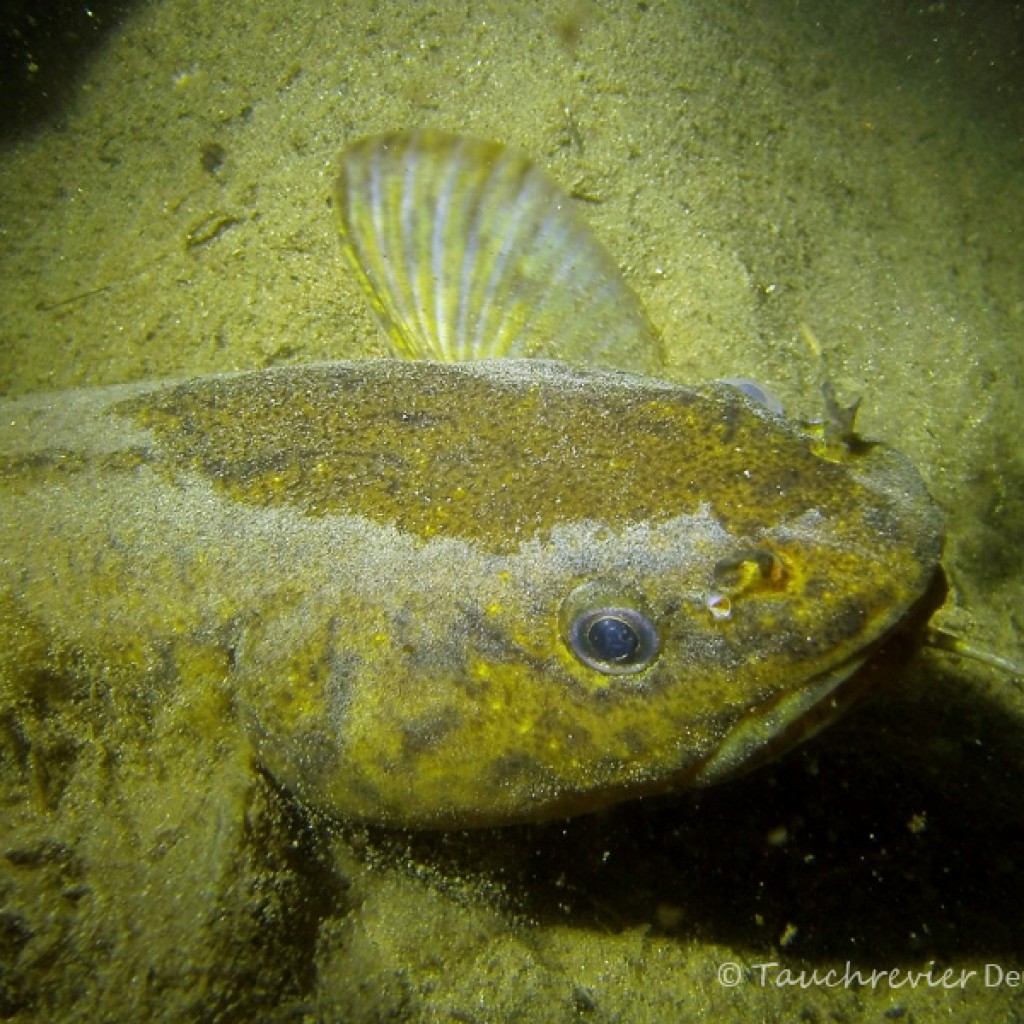 Quappe, Aalrutte, Trüsche ~ Tauchrevier Deutschland