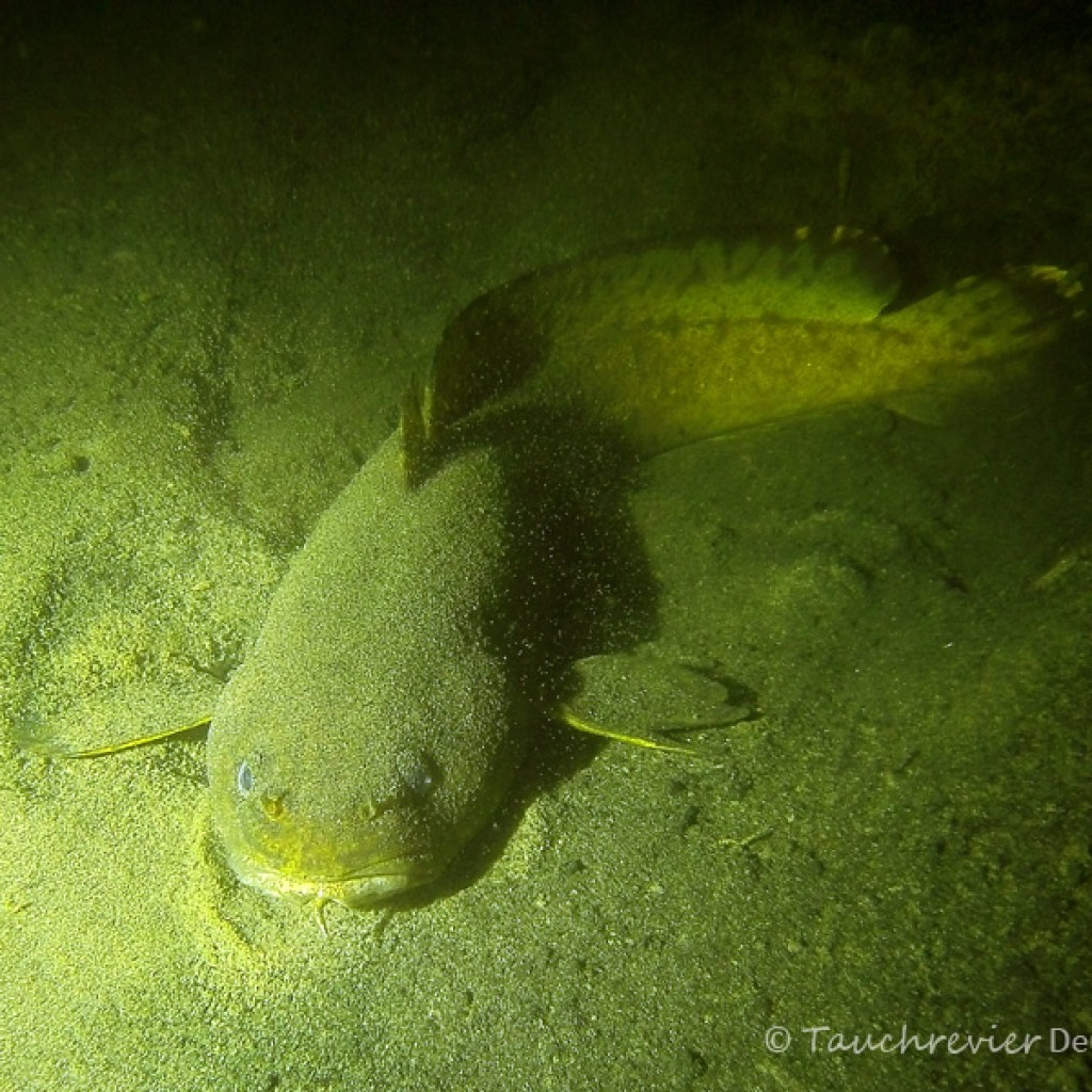 Quappe Archive ~ Tauchrevier Deutschland