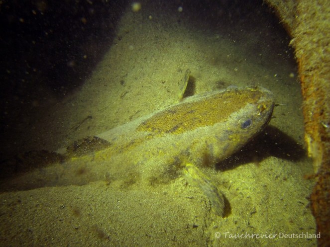 Quappe, Aalrutte, Trüsche ~ Tauchrevier Deutschland