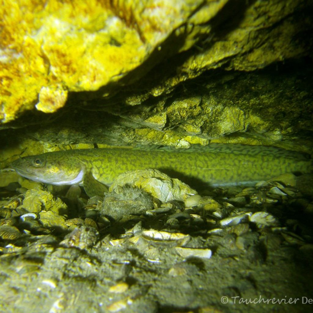 Quappe, Aalrutte, Trüsche ~ Tauchrevier Deutschland