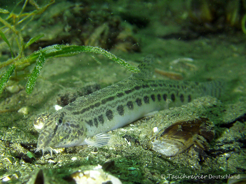 2014_Steinbeisser (103) ~ Tauchrevier Deutschland