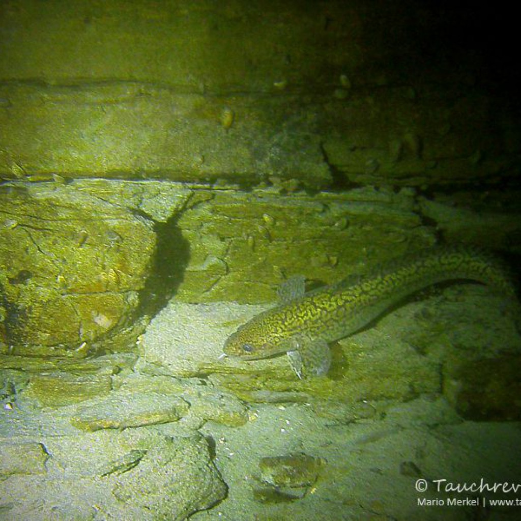 Quappe, Aalrutte, Trüsche ~ Tauchrevier Deutschland