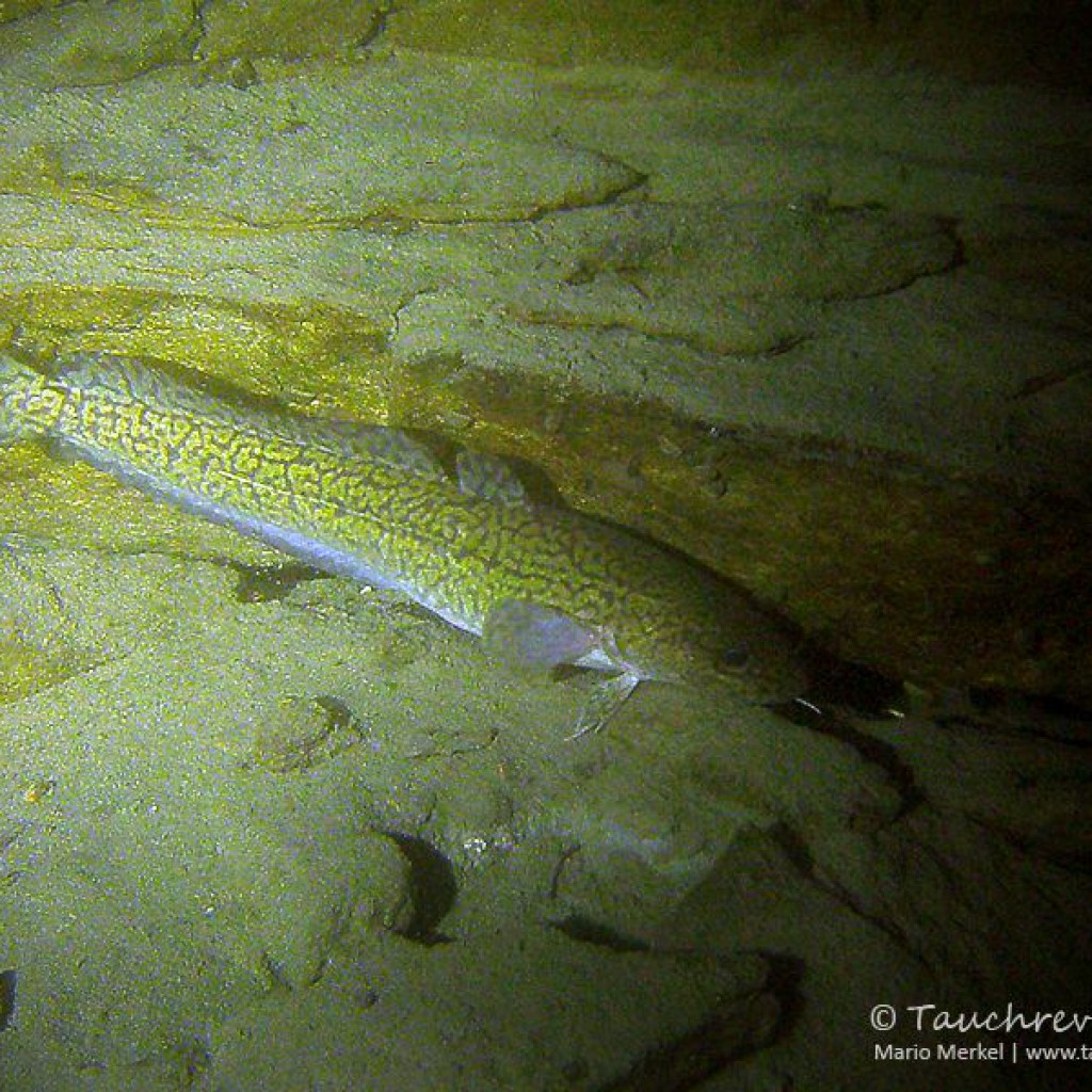 Quappe, Aalrutte, Trüsche ~ Tauchrevier Deutschland