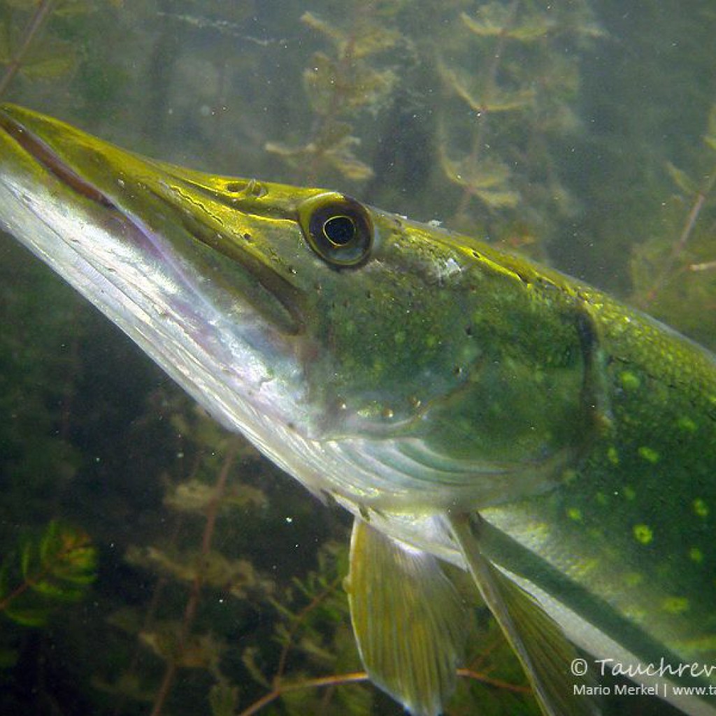 Hecht (Esox lucius) ~ Tauchrevier Deutschland