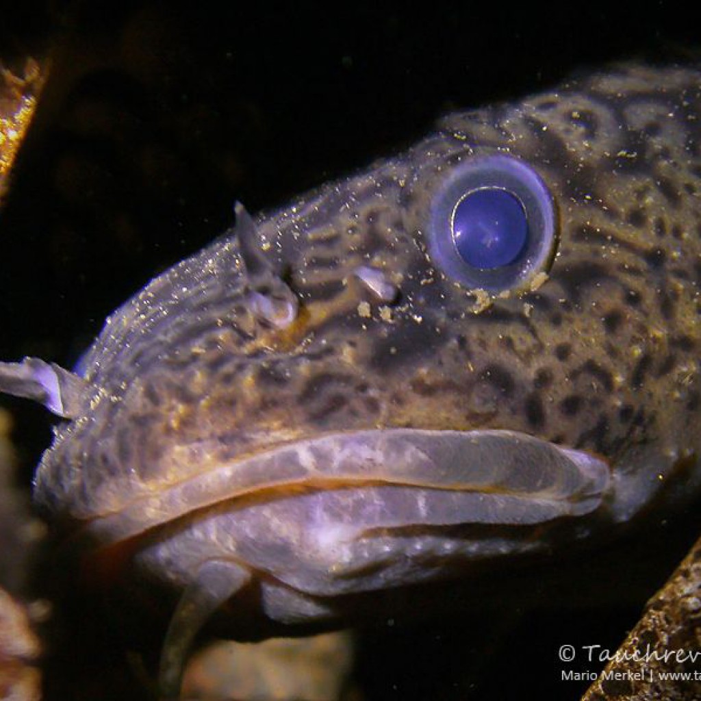 Quappe, Aalrutte, Trüsche ~ Tauchrevier Deutschland