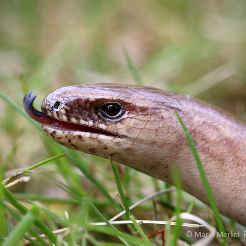 Blindschleiche (Anguis fragilis) ~ Tauchrevier Deutschland