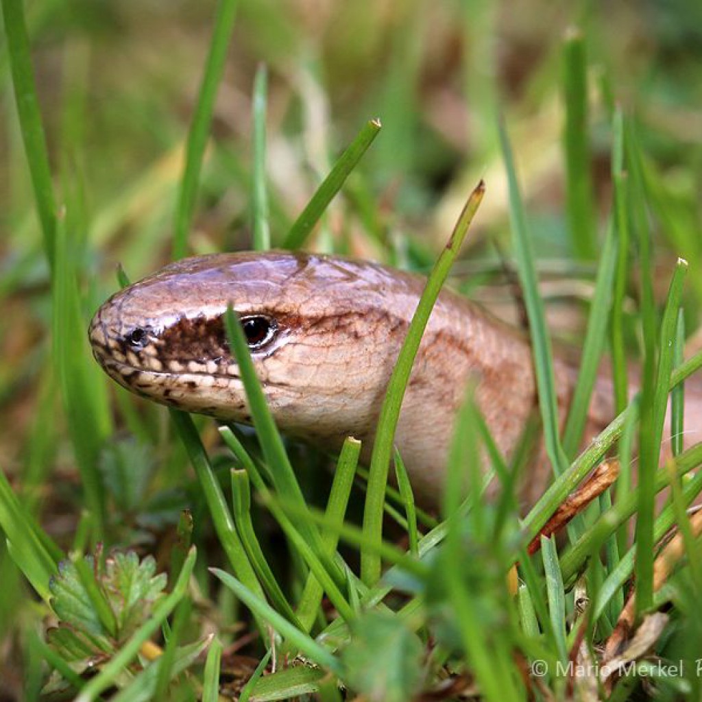 Blindschleiche (Anguis fragilis) ~ Tauchrevier Deutschland