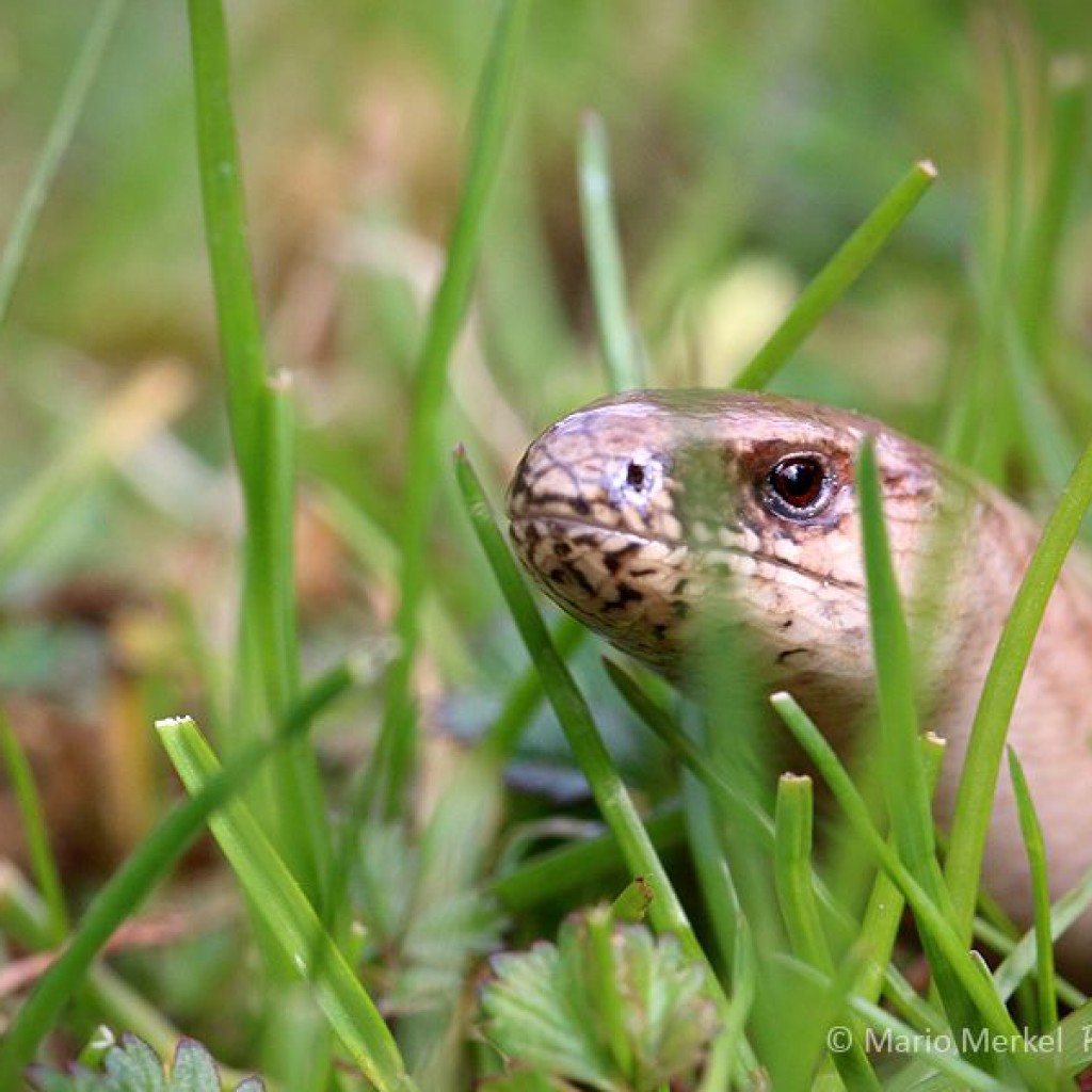 Blindschleiche (Anguis fragilis) ~ Tauchrevier Deutschland