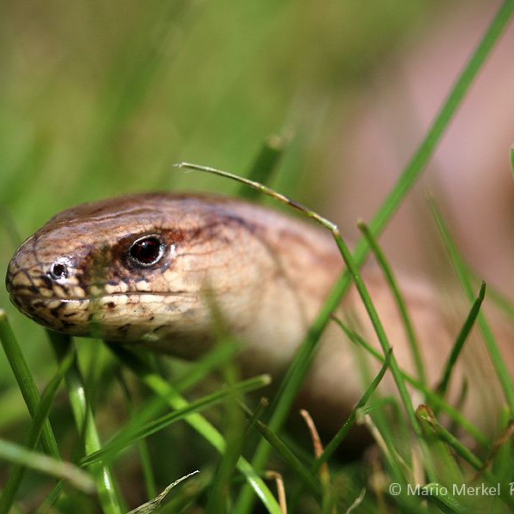 Blindschleiche (Anguis fragilis) ~ Tauchrevier Deutschland