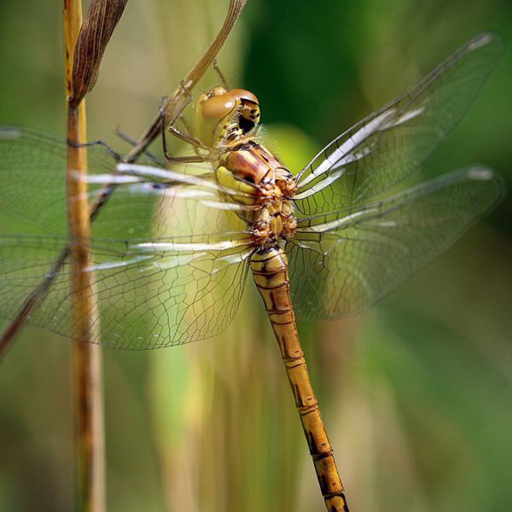 Libellen (Odonata) ~ Tauchrevier Deutschland