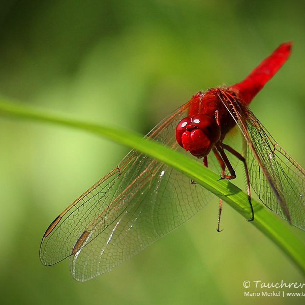 Libellen (Odonata) ~ Tauchrevier Deutschland