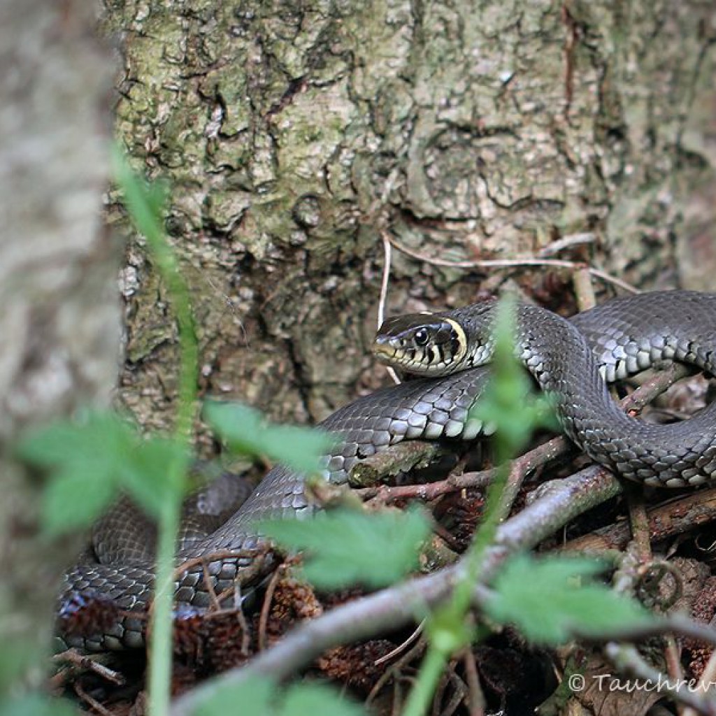Ringelnatter (Natrix natrix) ~ Tauchrevier Deutschland
