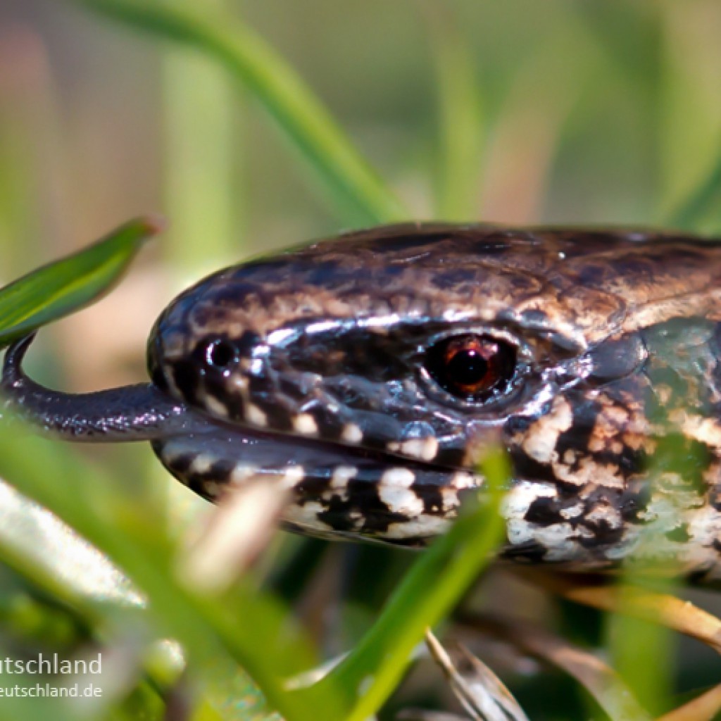 Blindschleiche (Anguis fragilis) ~ Tauchrevier Deutschland