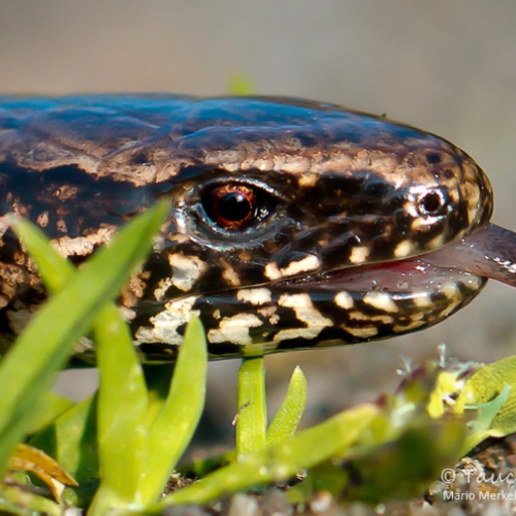 Blindschleiche (Anguis fragilis) ~ Tauchrevier Deutschland