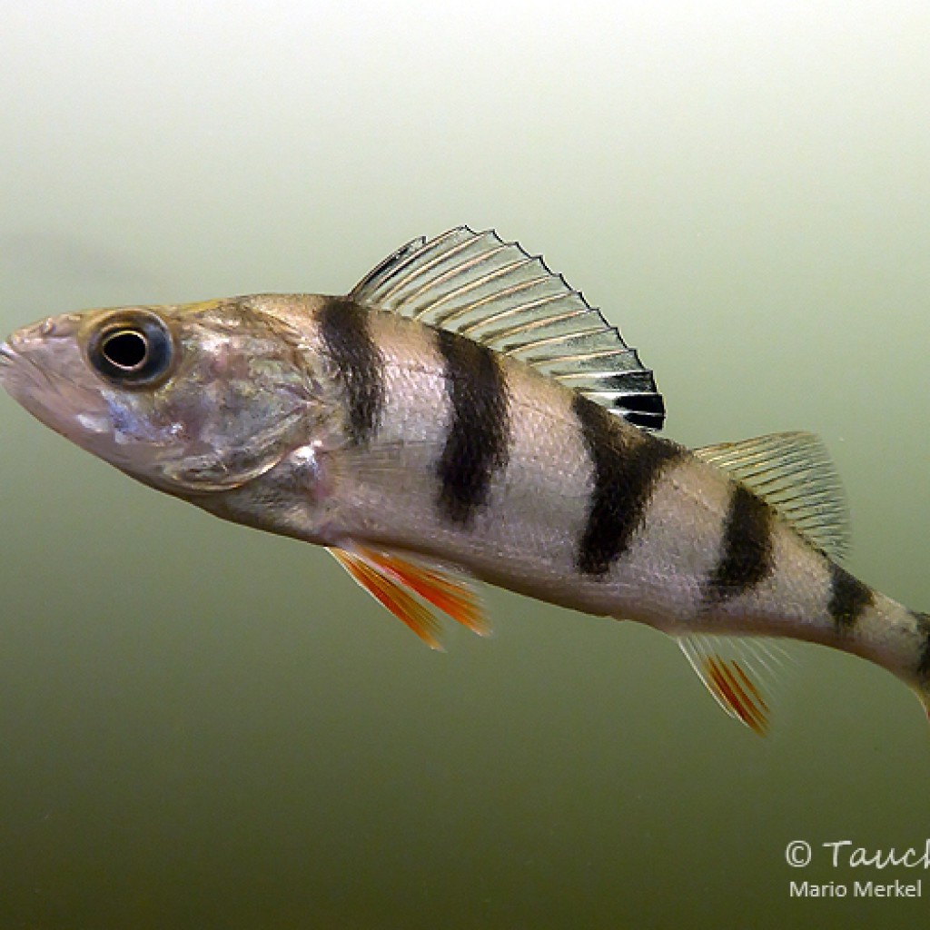 Fischlaich Archive ~ Tauchrevier Deutschland
