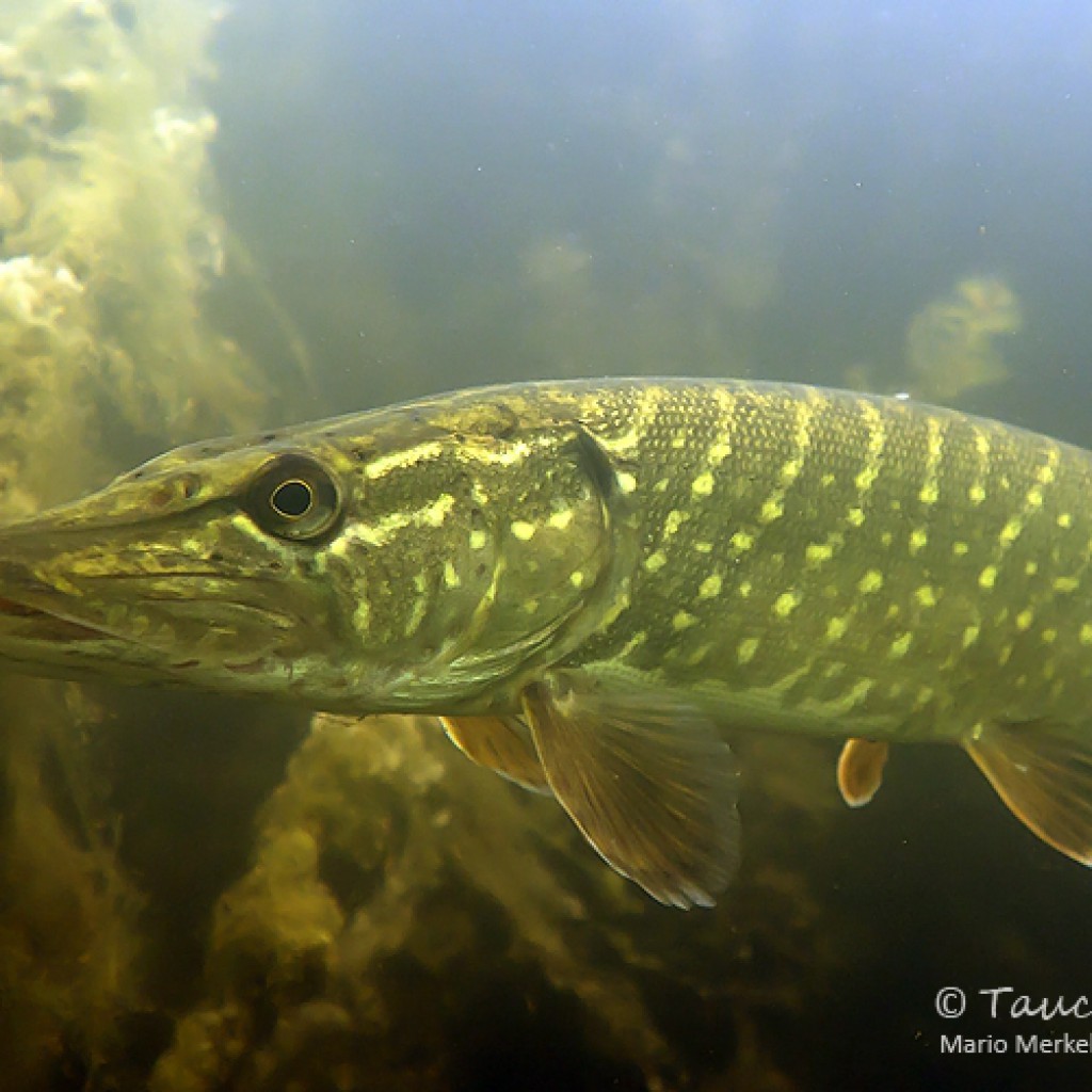 Fischlaich Archive ~ Tauchrevier Deutschland