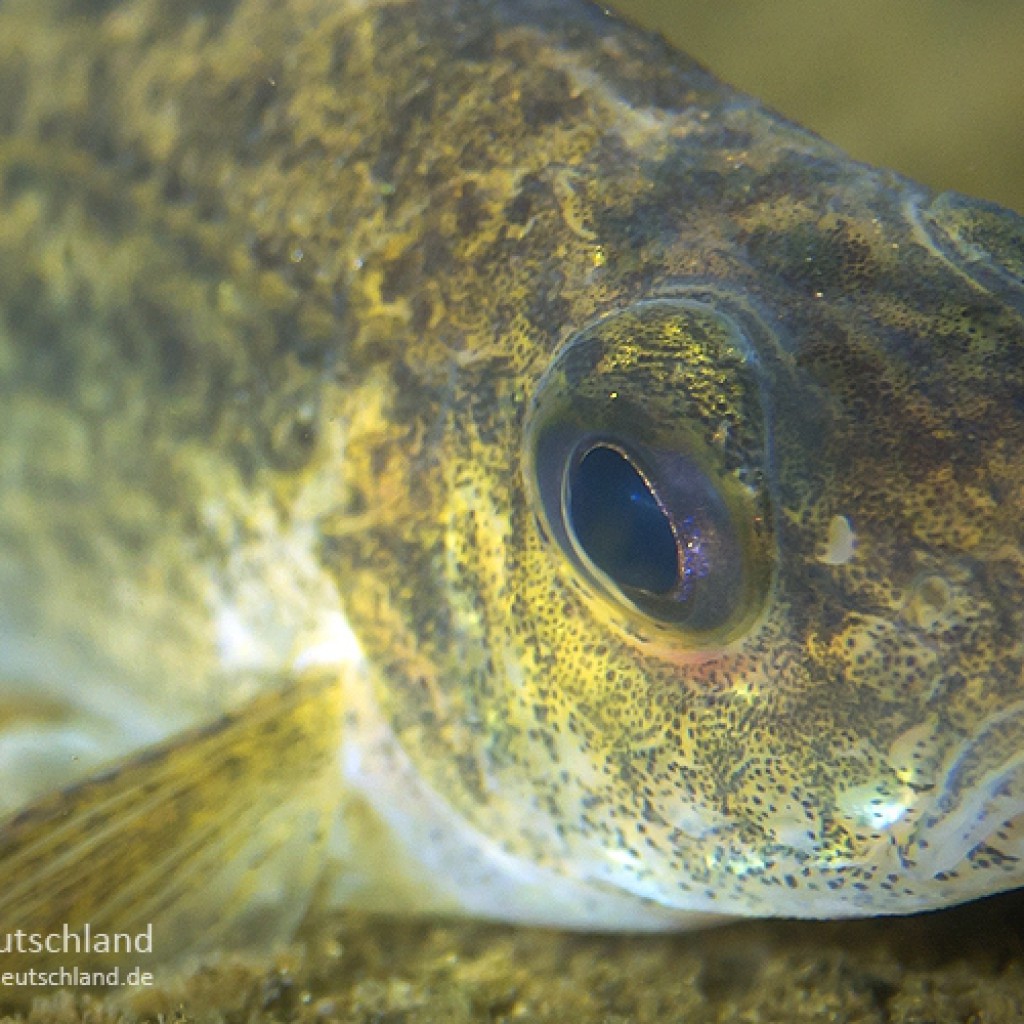 Fischlaich Archive ~ Tauchrevier Deutschland