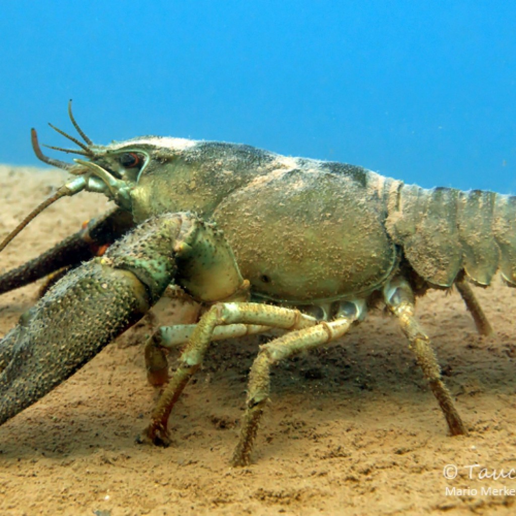 Flusskrebs ~ Tauchrevier Deutschland