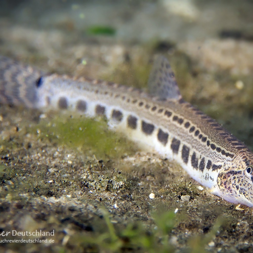 Steinbeißer, Dorngrundel ~ Tauchrevier Deutschland