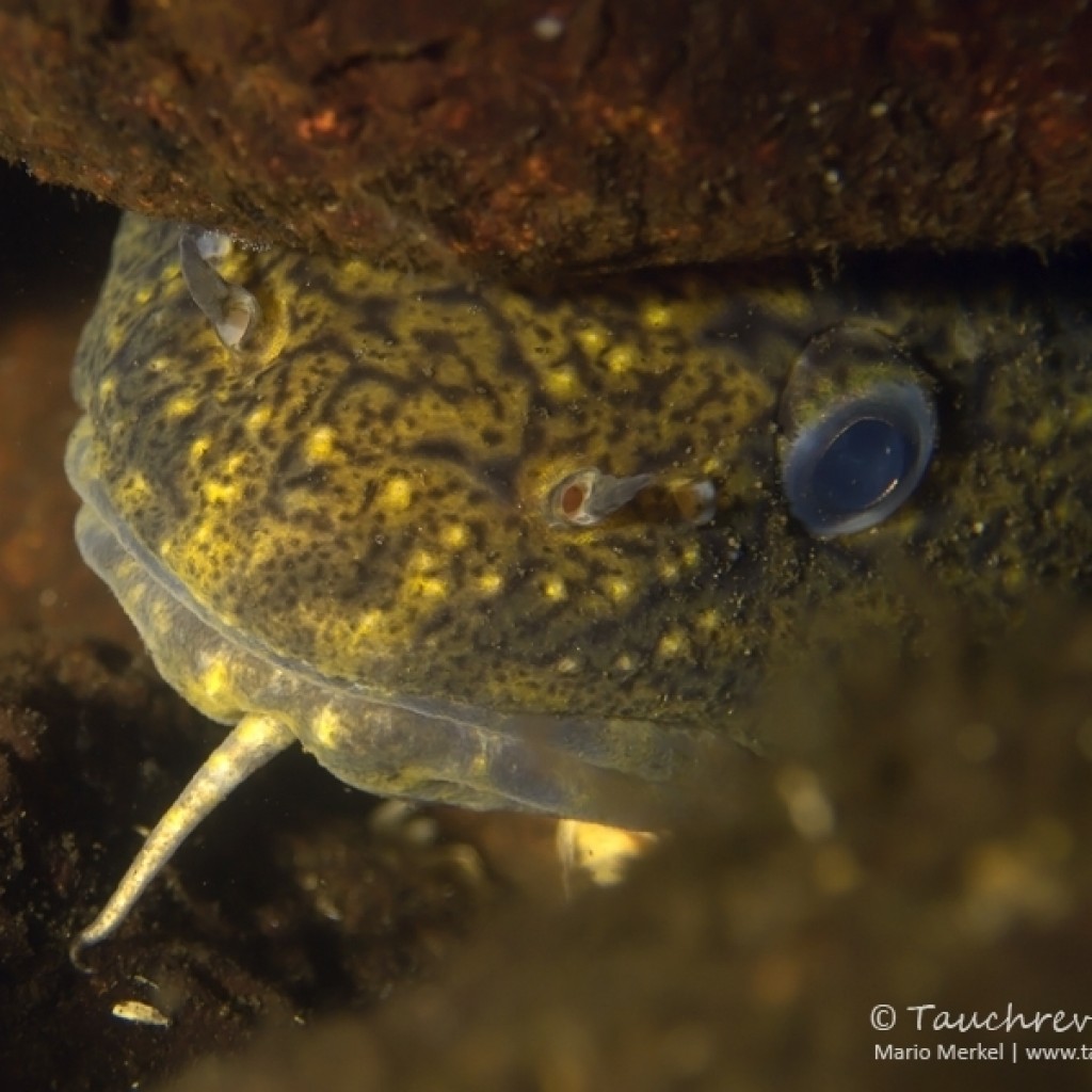 Quappe, Aalrutte, Trüsche ~ Tauchrevier Deutschland