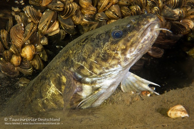 Quappe, Aalrutte, Trüsche ~ Tauchrevier Deutschland