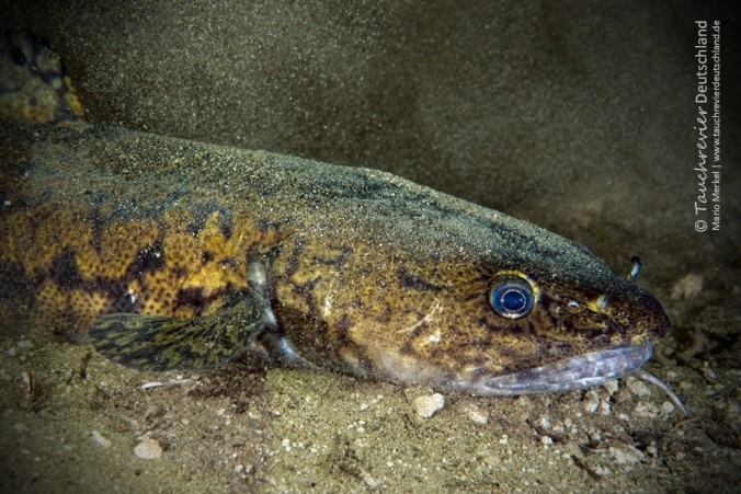 Quappe, Aalrutte, Trüsche ~ Tauchrevier Deutschland