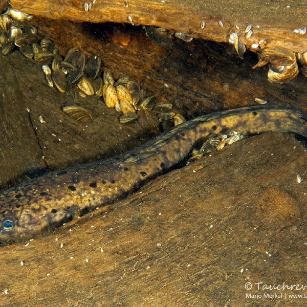 Quappe, Aalrutte, Trüsche ~ Tauchrevier Deutschland