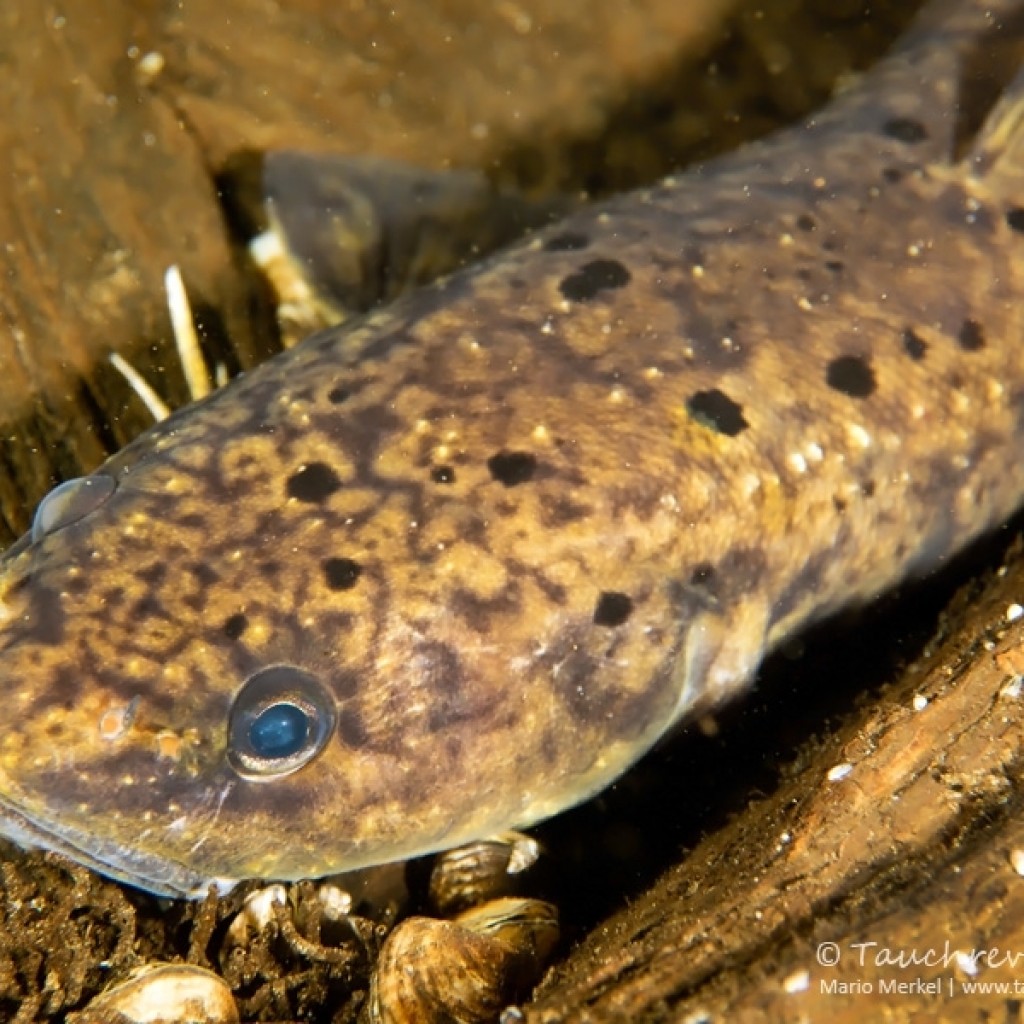 Quappe Archive ~ Tauchrevier Deutschland