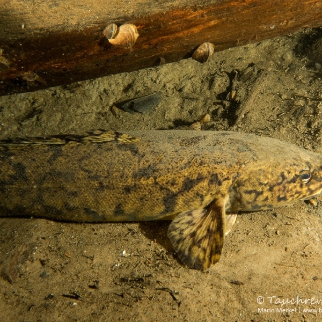 Trüsche Archive ~ Tauchrevier Deutschland