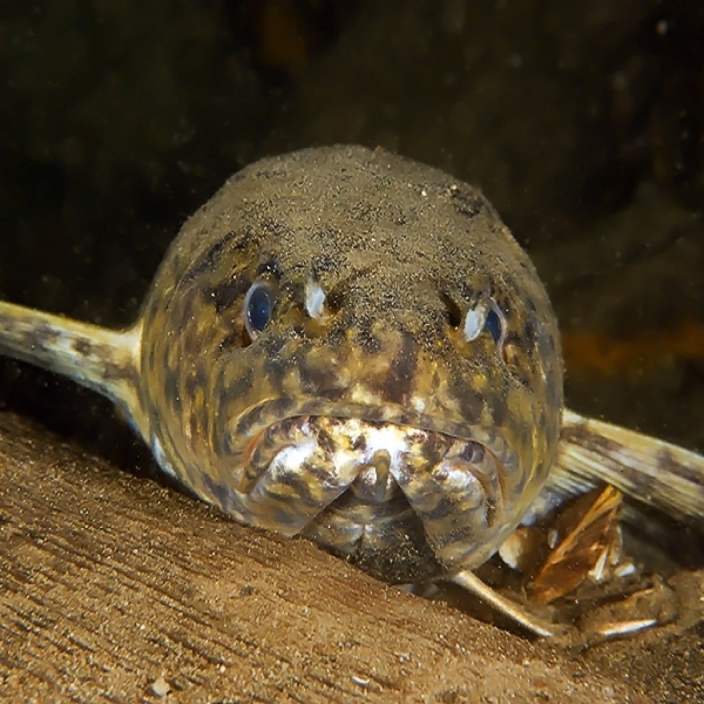 Trüsche Archive ~ Tauchrevier Deutschland