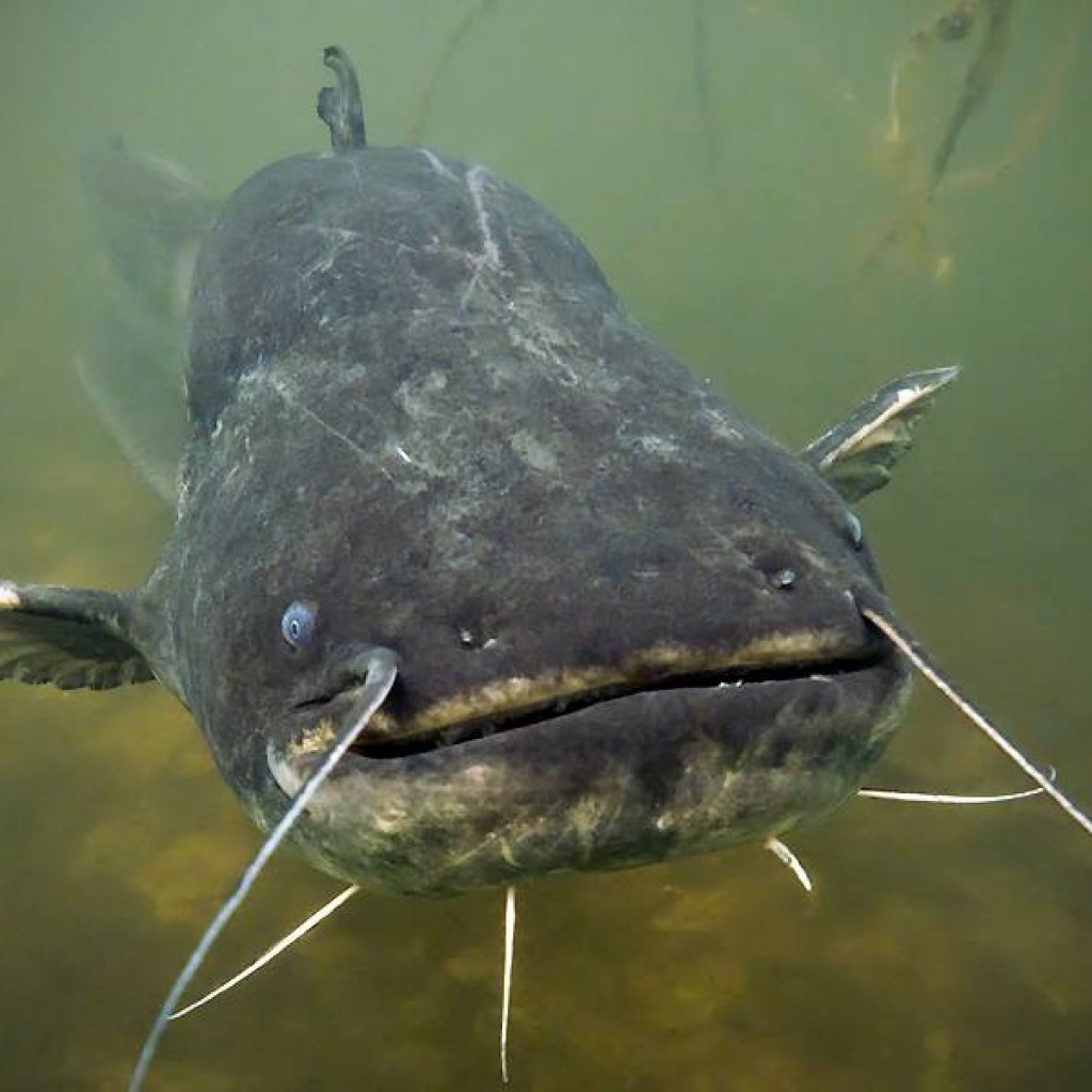 Europäischer Wels, Waller ~ Tauchrevier Deutschland