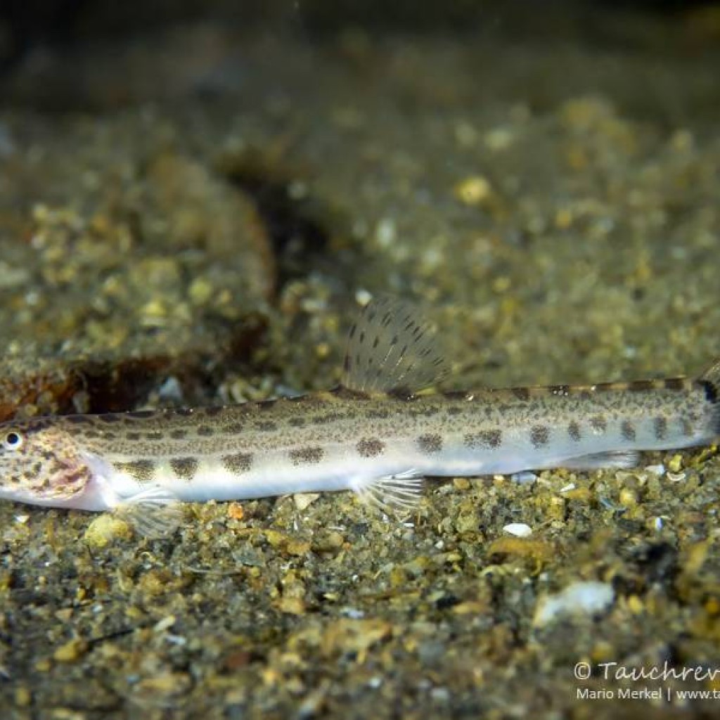 Quappe Archive ~ Tauchrevier Deutschland