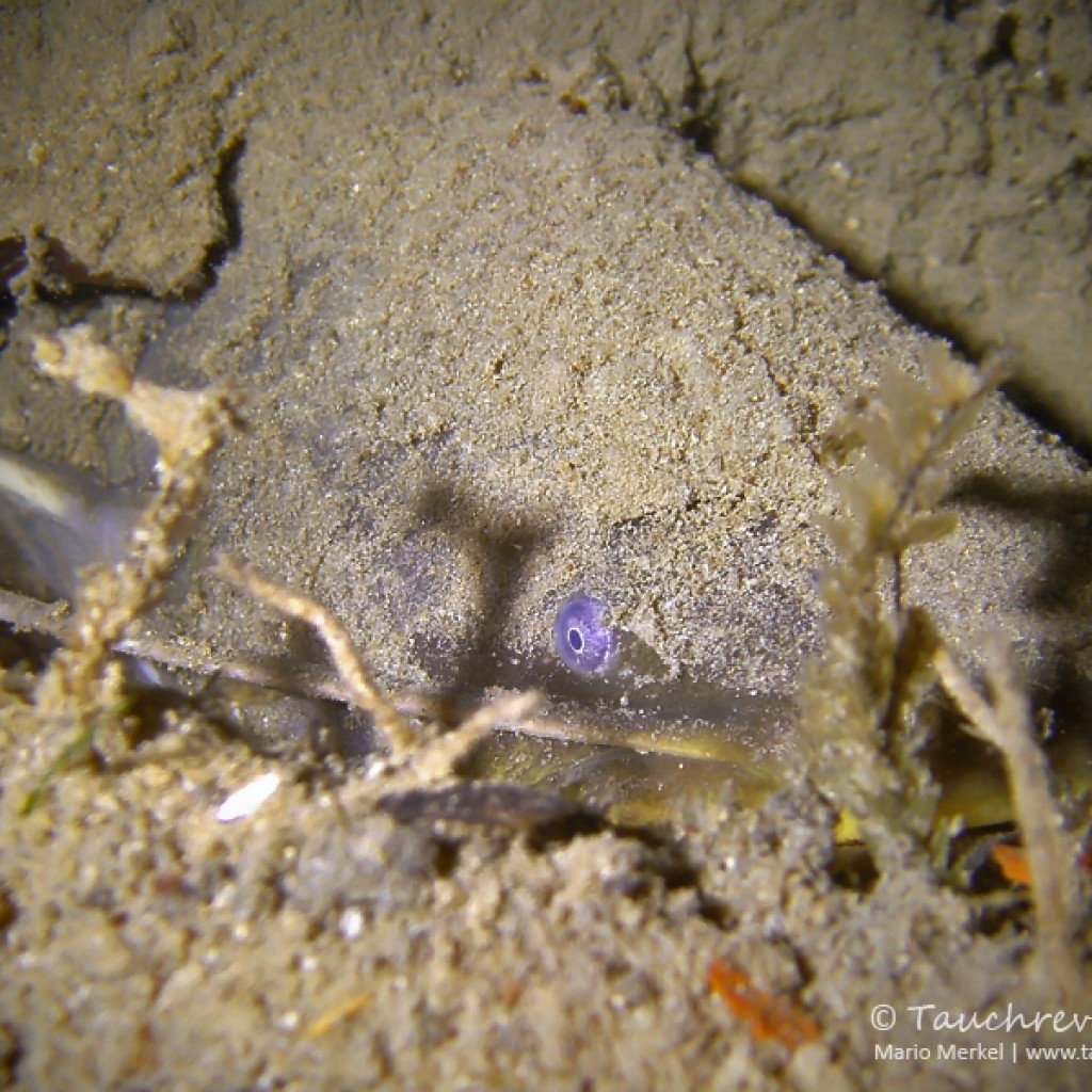 Europäischer Wels, Waller ~ Tauchrevier Deutschland