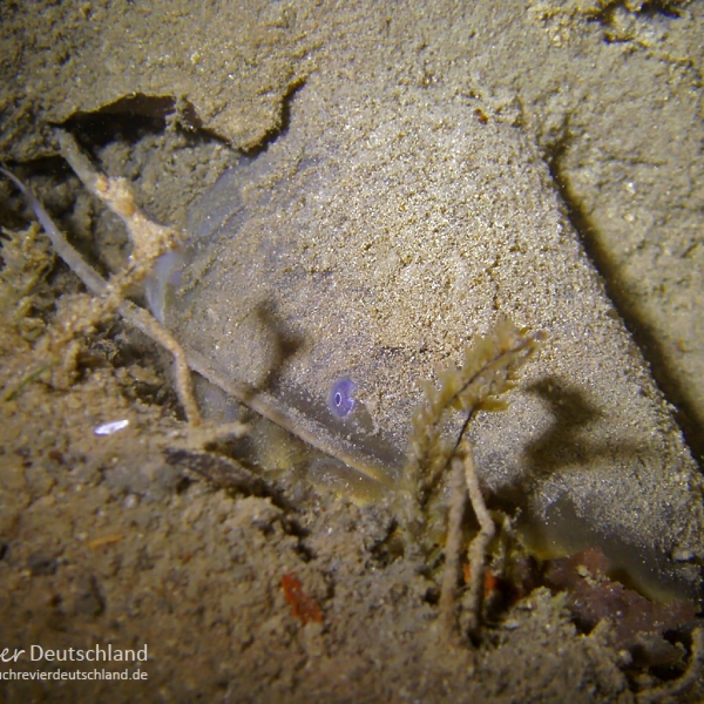 Europäischer Wels, Waller ~ Tauchrevier Deutschland