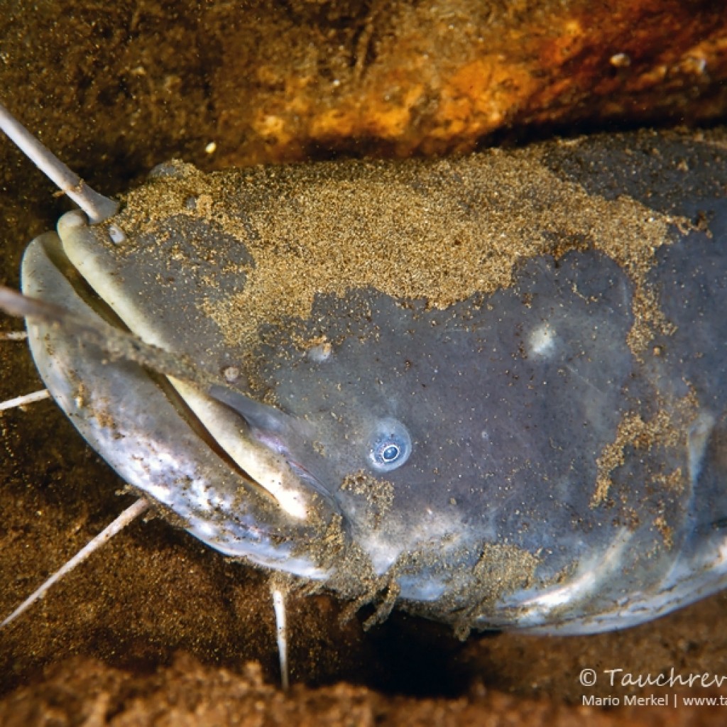 Europäischer Wels, Waller ~ Tauchrevier Deutschland