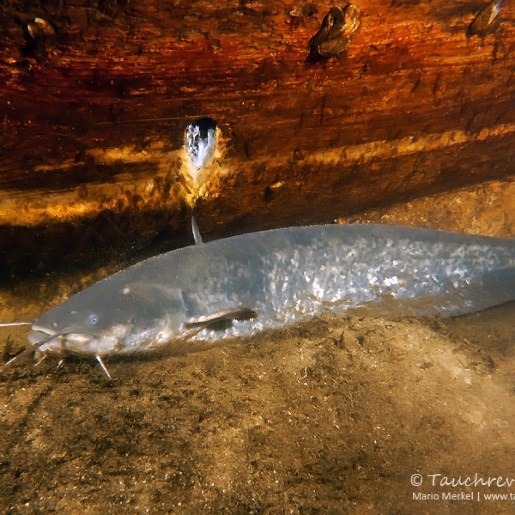 Europäischer Wels, Waller ~ Tauchrevier Deutschland