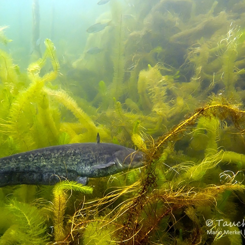 Europäischer Wels, Waller ~ Tauchrevier Deutschland