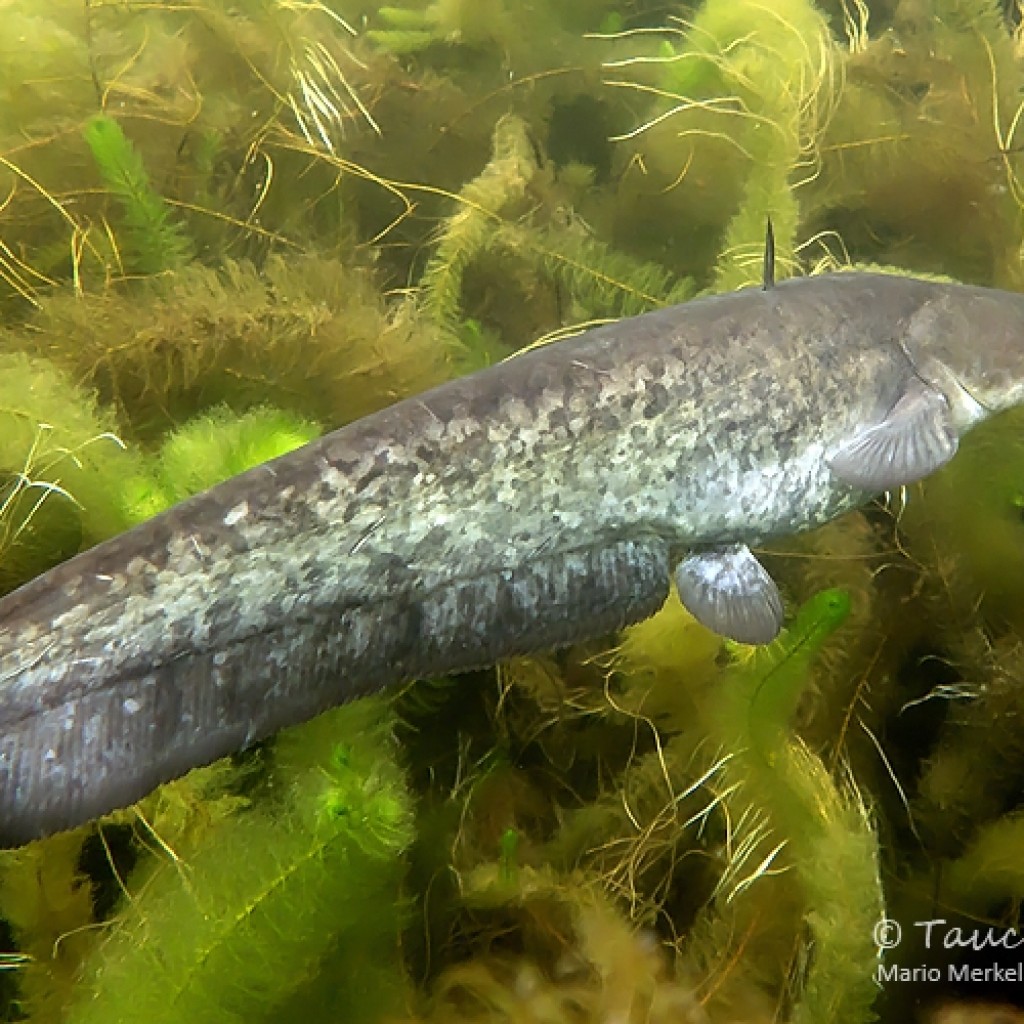 Europäischer Wels, Waller ~ Tauchrevier Deutschland